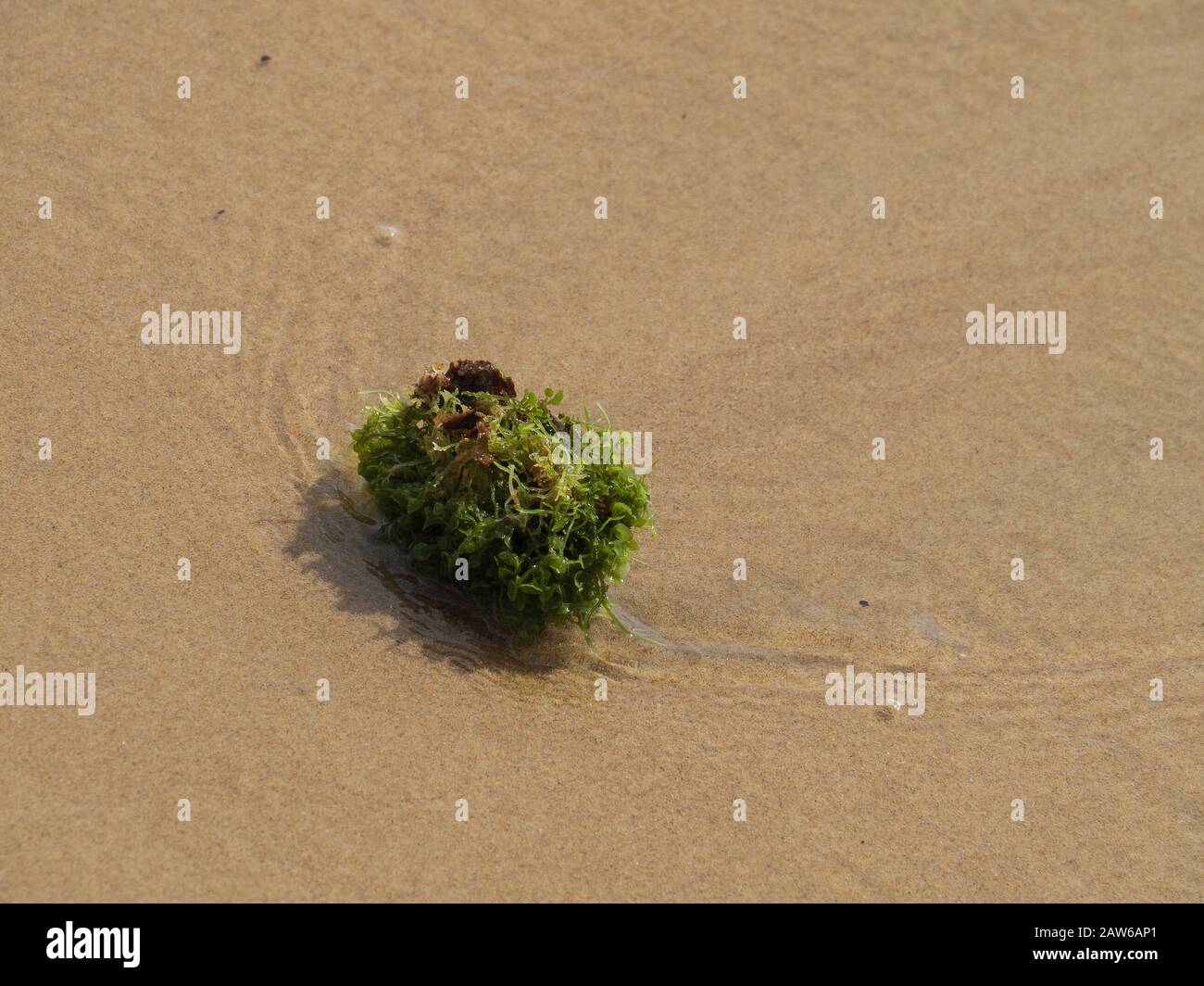 Bright green clump of seaweed washed up on the sandy beach, Australian ...