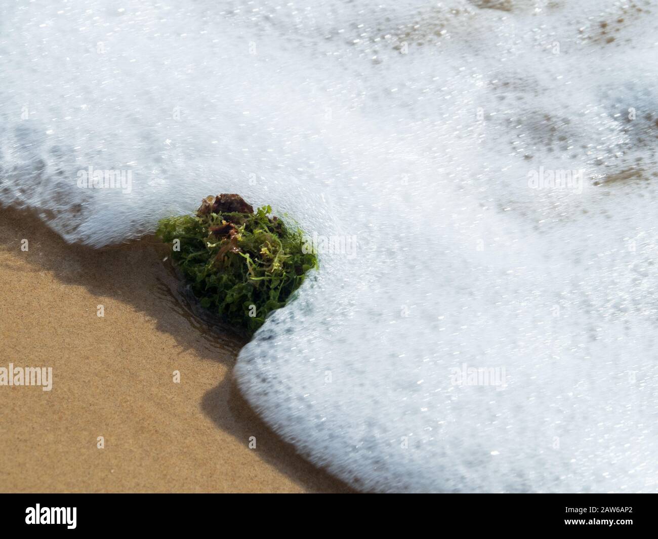 Closeup Frothy bubbbly ocean wave water washing up a Bright green clump ...