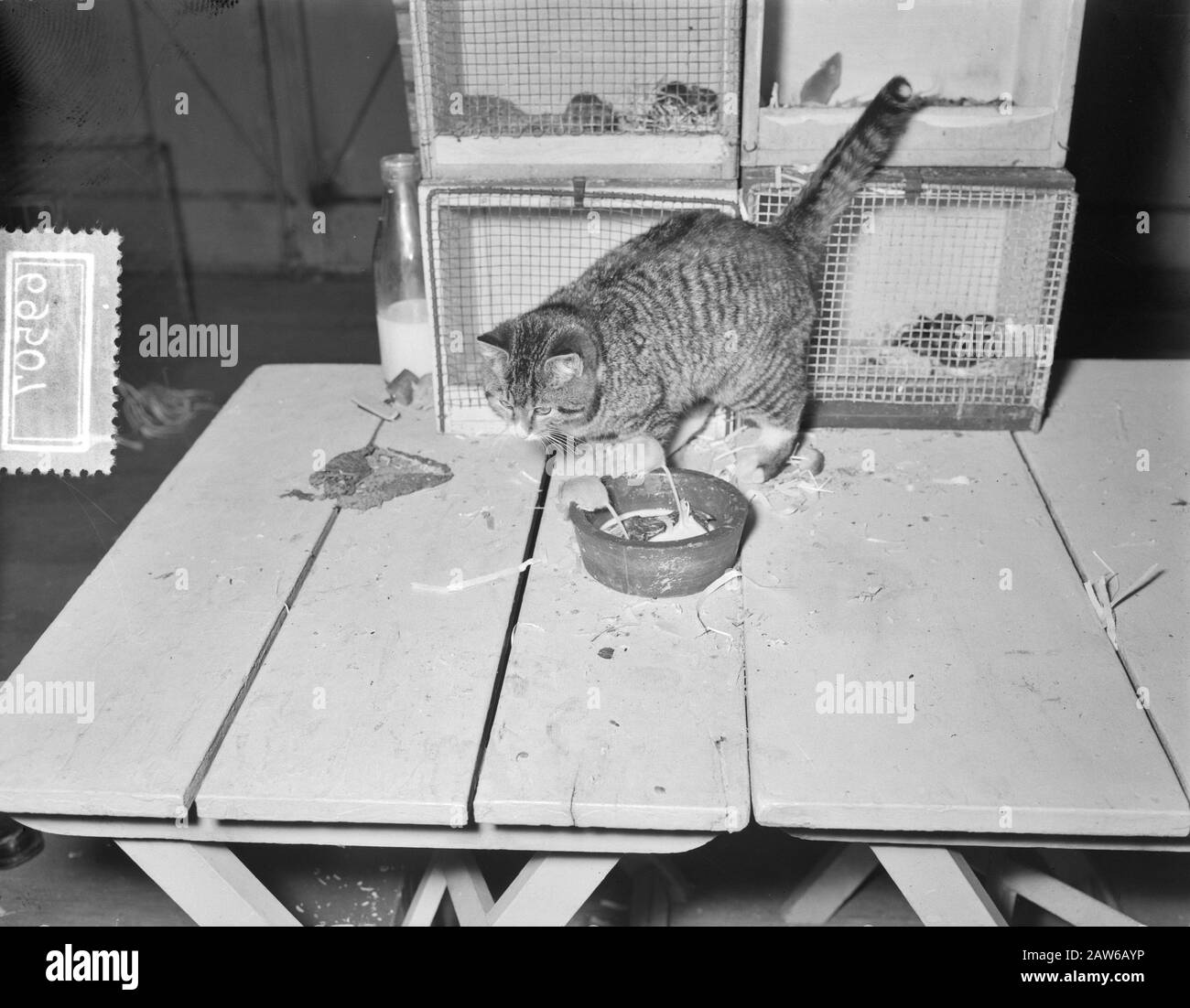 Dutch mice Black and White Stock Photos & Images - Alamy