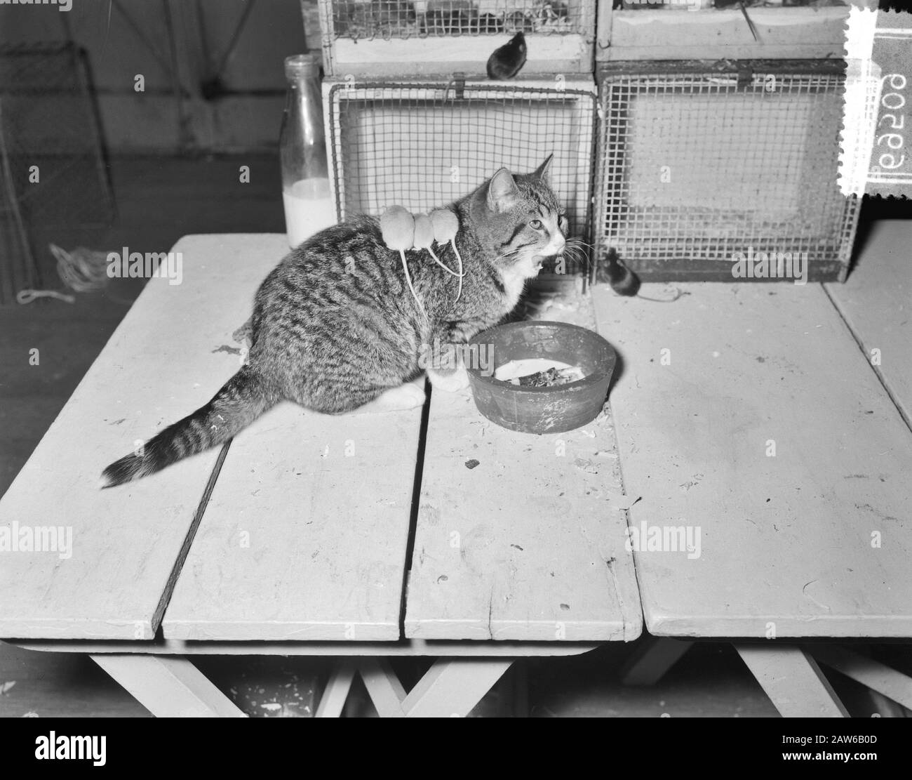 Exhibition animals hi-res stock photography and images - Alamy