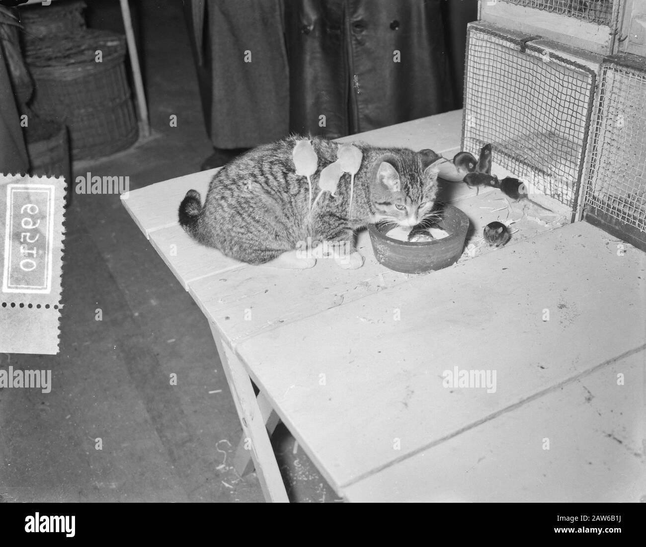 Species of mice Black and White Stock Photos & Images - Alamy
