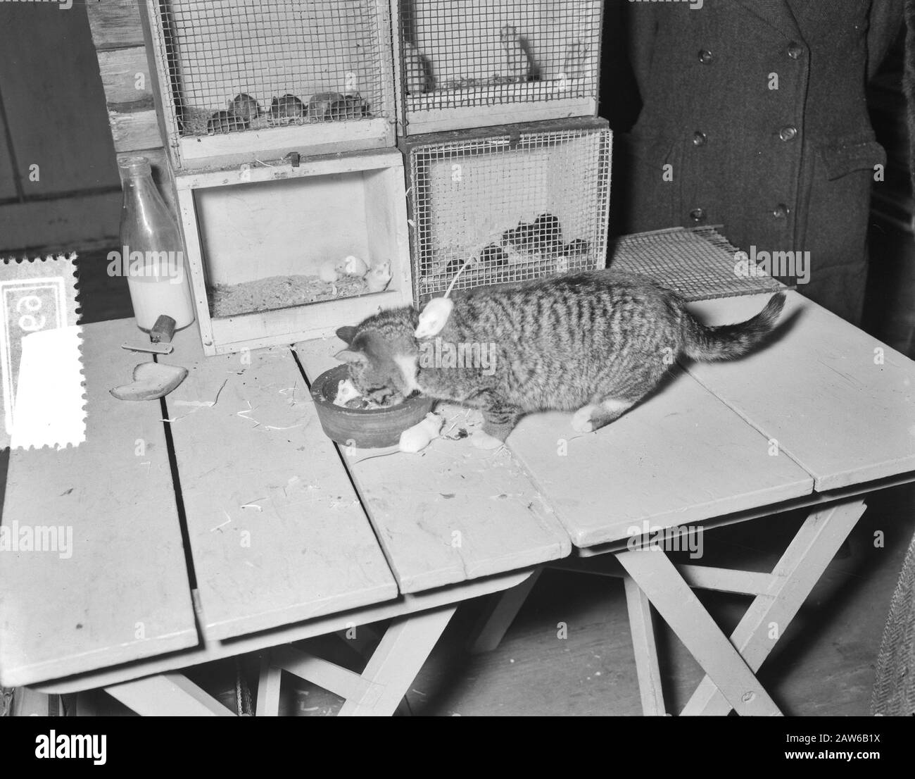 Species of mice Black and White Stock Photos & Images - Alamy