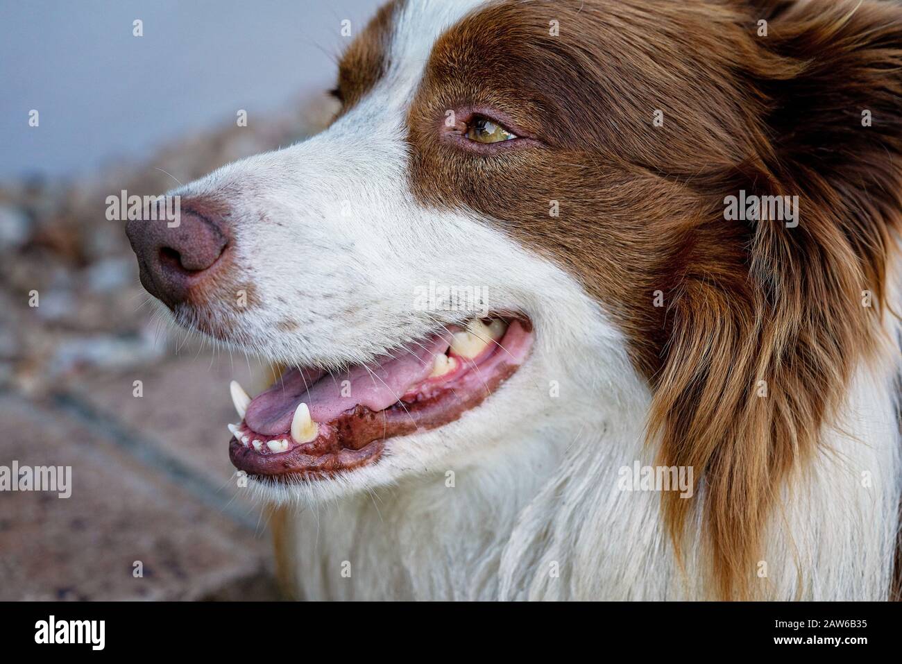 Red Husky Border Collie Mix