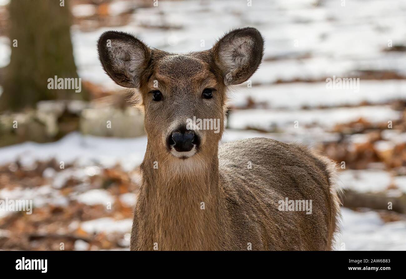 Whitetail Deer Doe High Resolution Stock Photography and Images - Alamy
