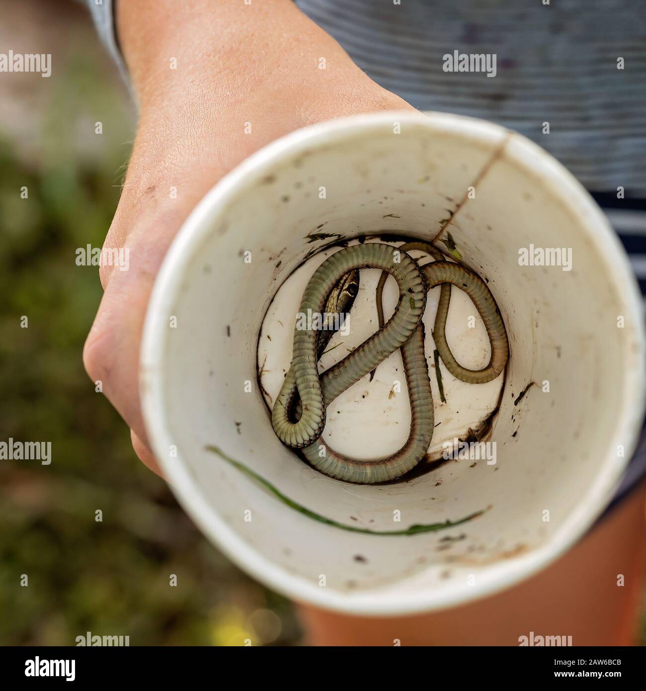A small dead swamp snake in a cardboard cup being held in the hand of a ...