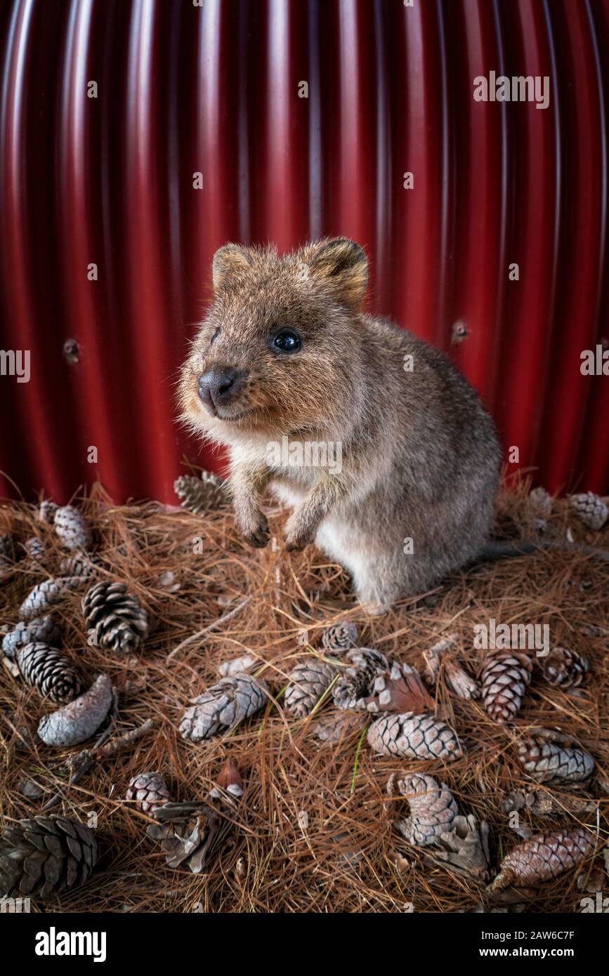 Mona winter hi-res stock photography and images - Alamy