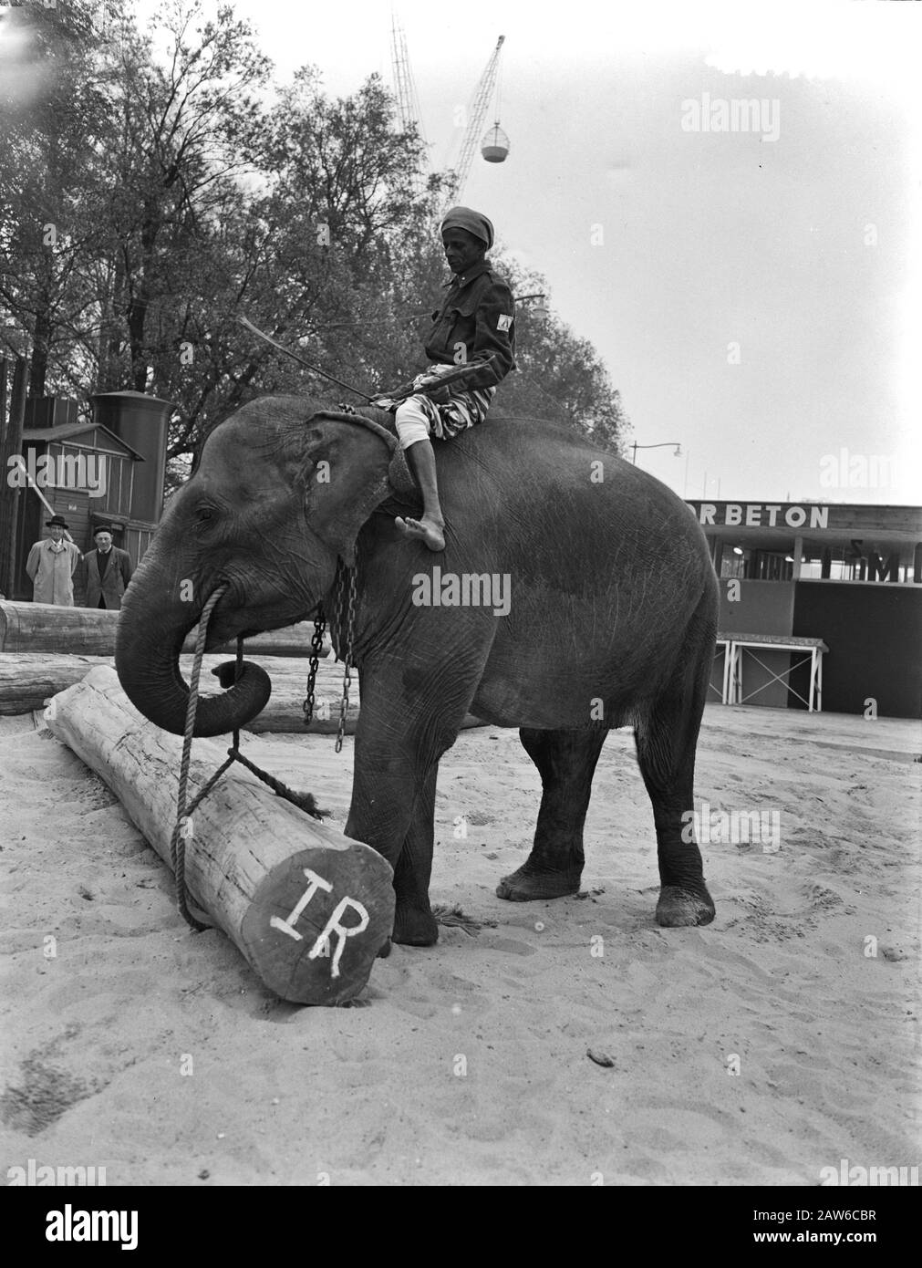 1950s elephants trained circus hi-res stock photography and images - Alamy