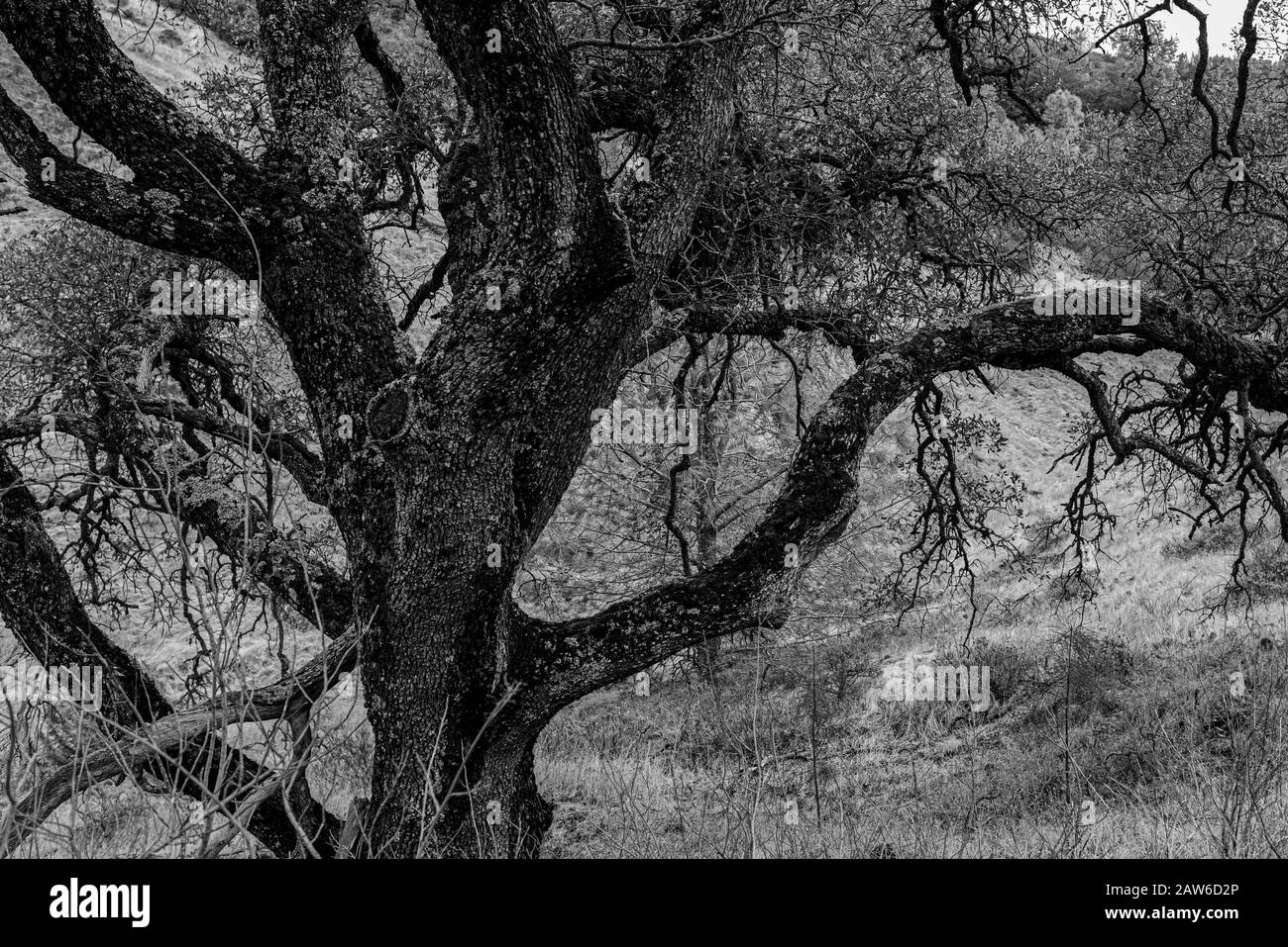 Giant trunks Black and White Stock Photos & Images - Alamy