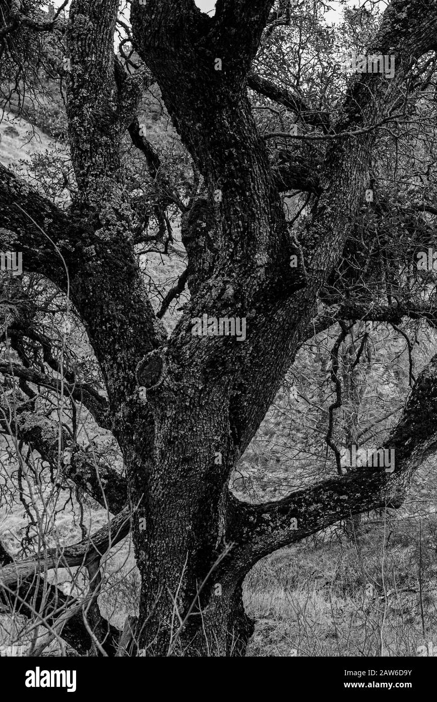 Giant trees and large trunks Stock Photo - Alamy