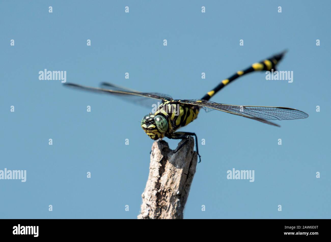 Australian tiger dragonflies hi-res stock photography and images - Alamy