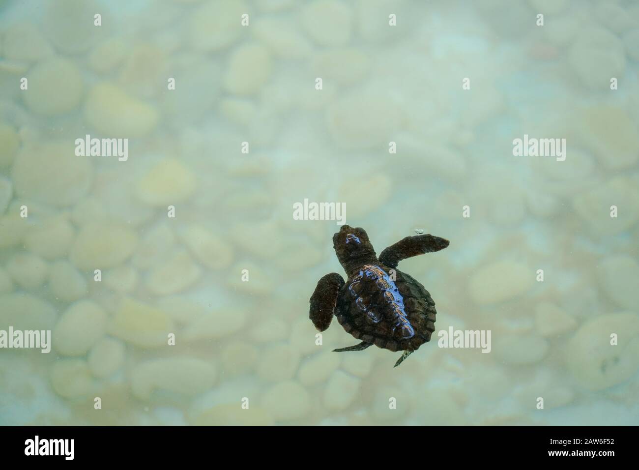 Cute baby sea turtle swimming hi-res stock photography and images - Alamy
