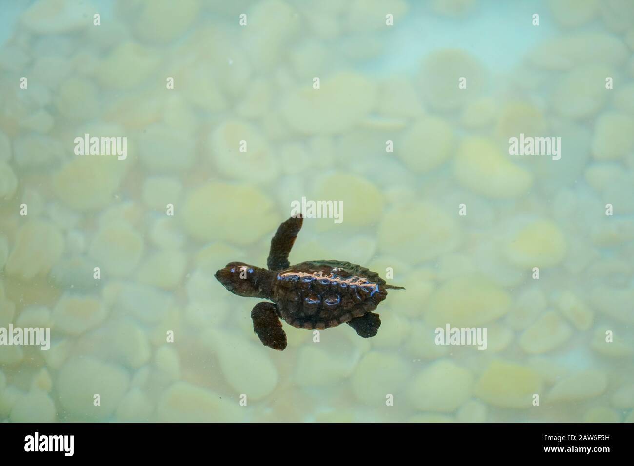 Baby sea turtle hatching swimming and catching food underwater clear ...