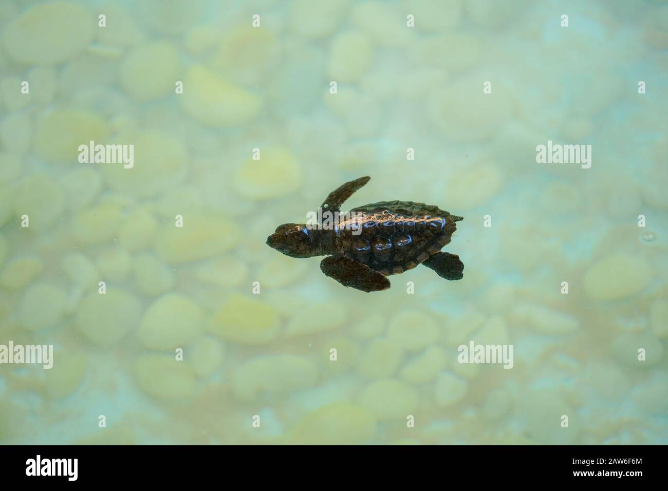 Baby sea turtle hatching swimming and catching food underwater clear ...