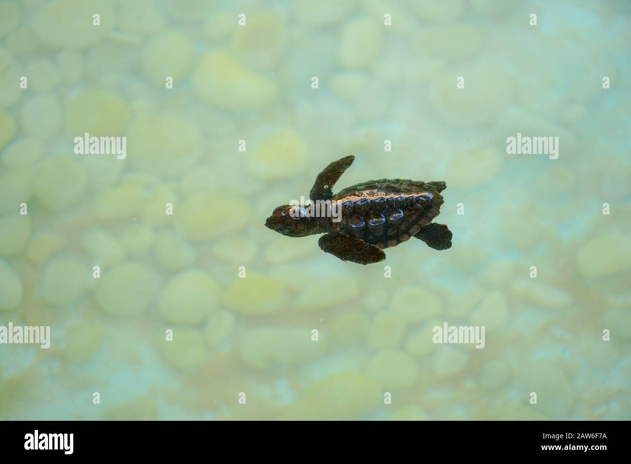 Baby sea turtle hatching swimming and catching food underwater clear ...