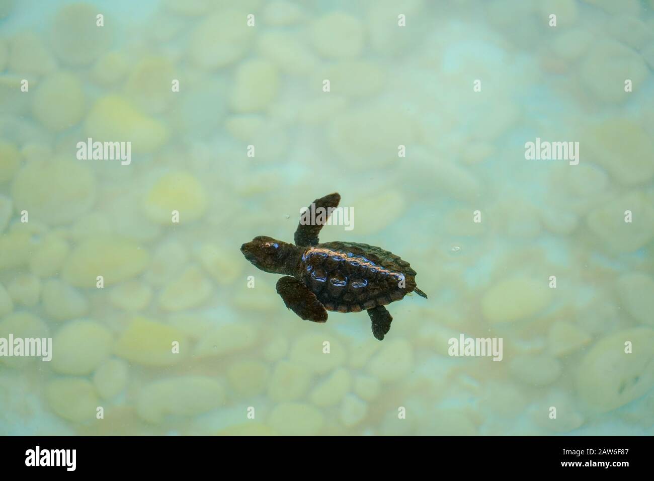 Baby sea turtle hatching swimming and catching food underwater clear ...