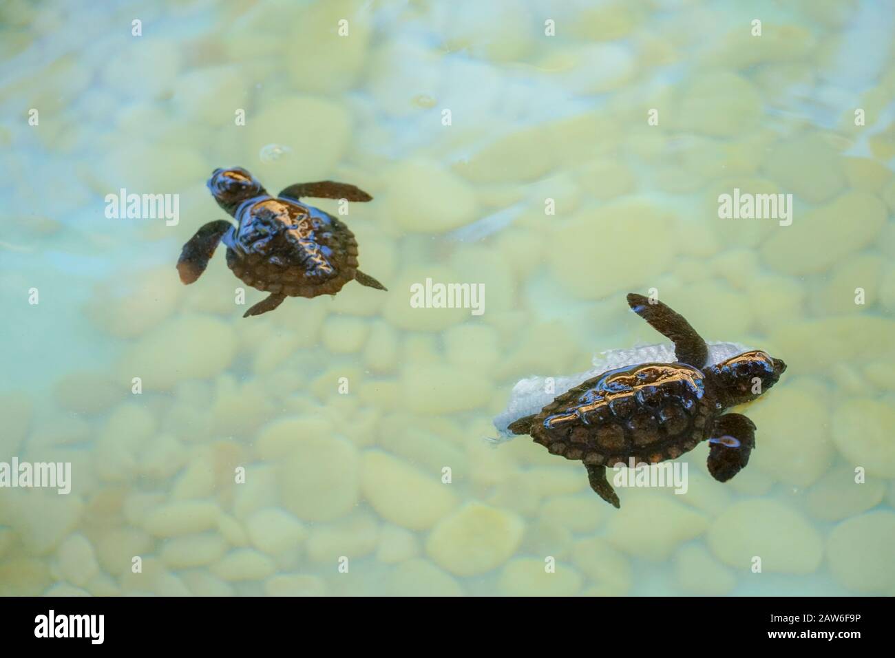 Baby sea turtles hatching swimming and catching food underwater clear ...