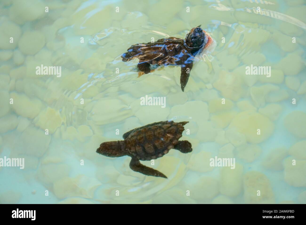 Baby sea turtles hatching swimming and catching food underwater clear ...