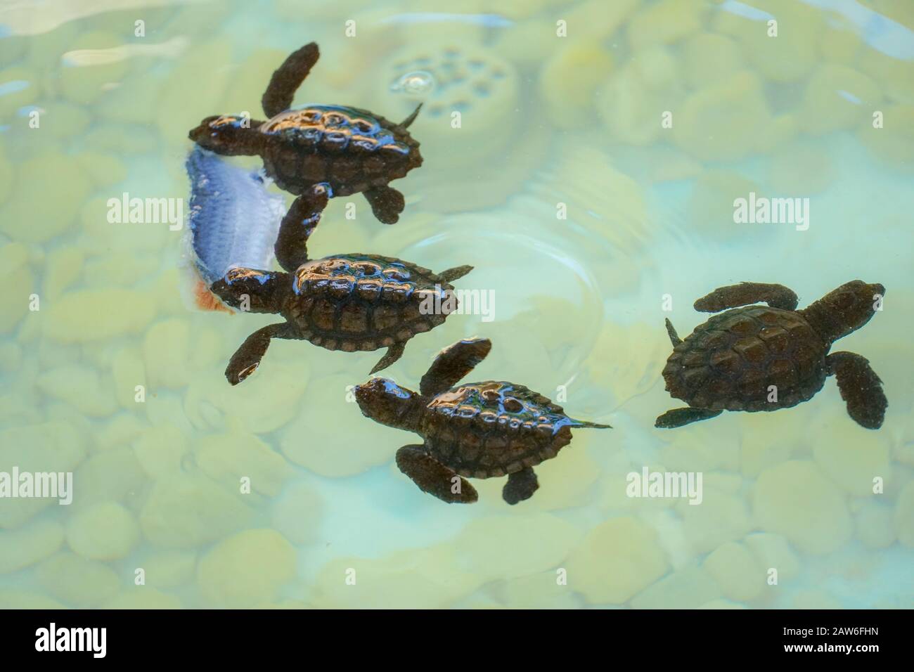Baby sea turtles hatching swimming and catching food underwater clear ...