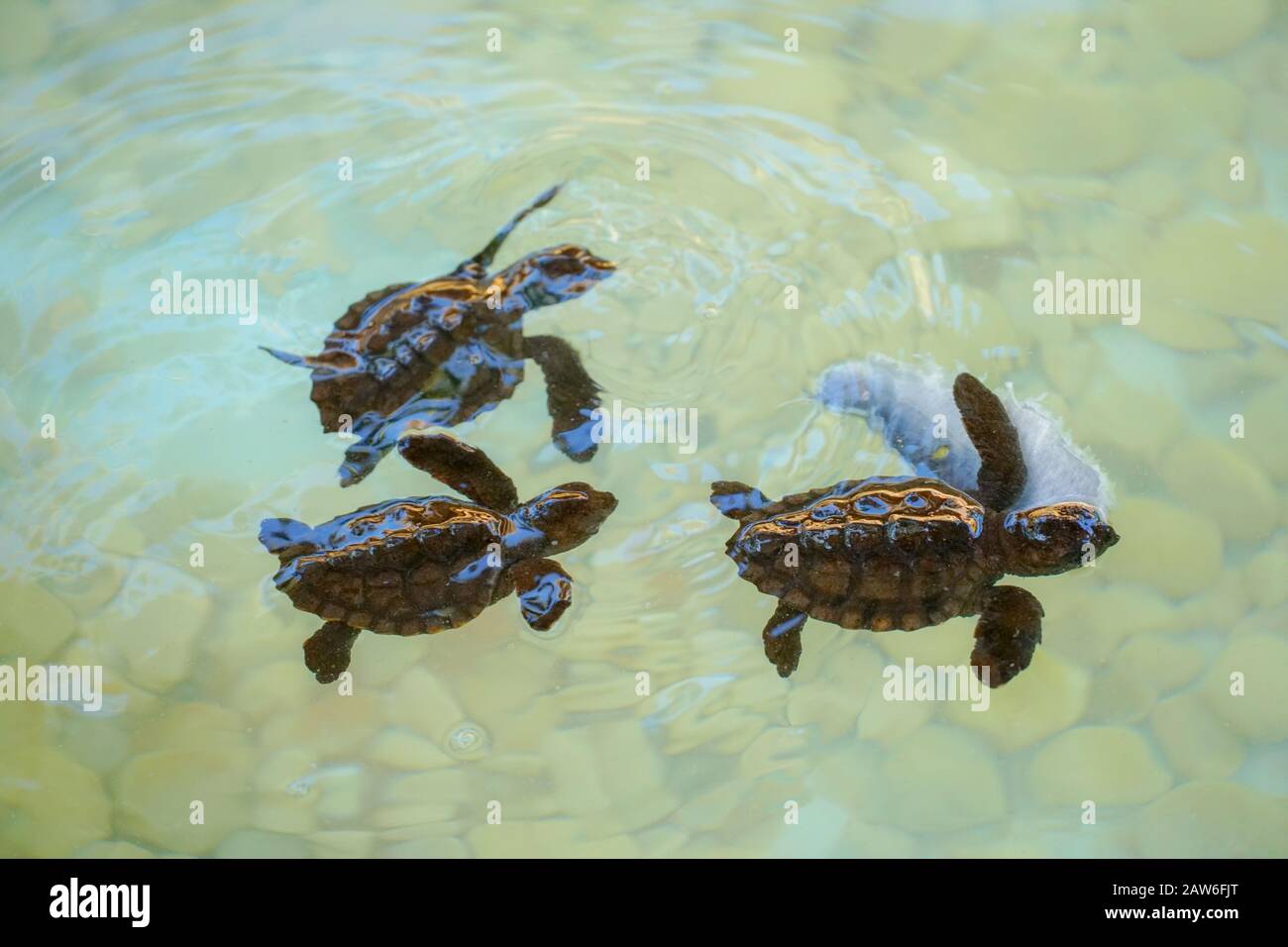 Baby sea turtles hatching swimming and catching food underwater clear ...