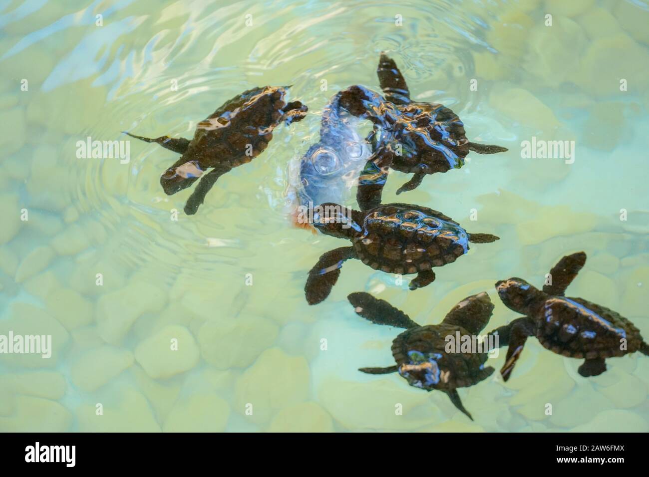 Baby sea turtles hatching swimming and catching food underwater clear ...