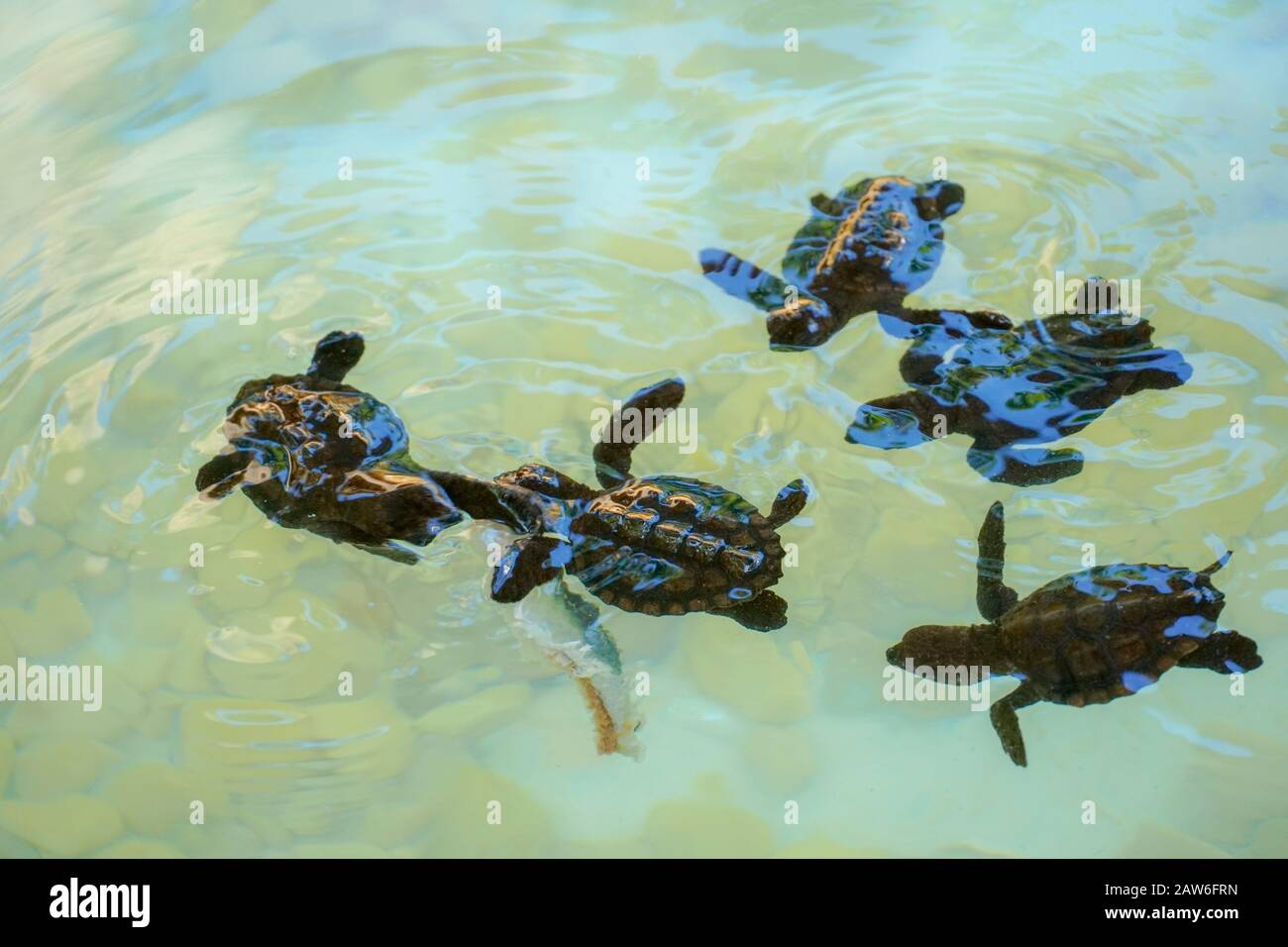 Baby sea turtles hatching swimming and catching food underwater clear ...