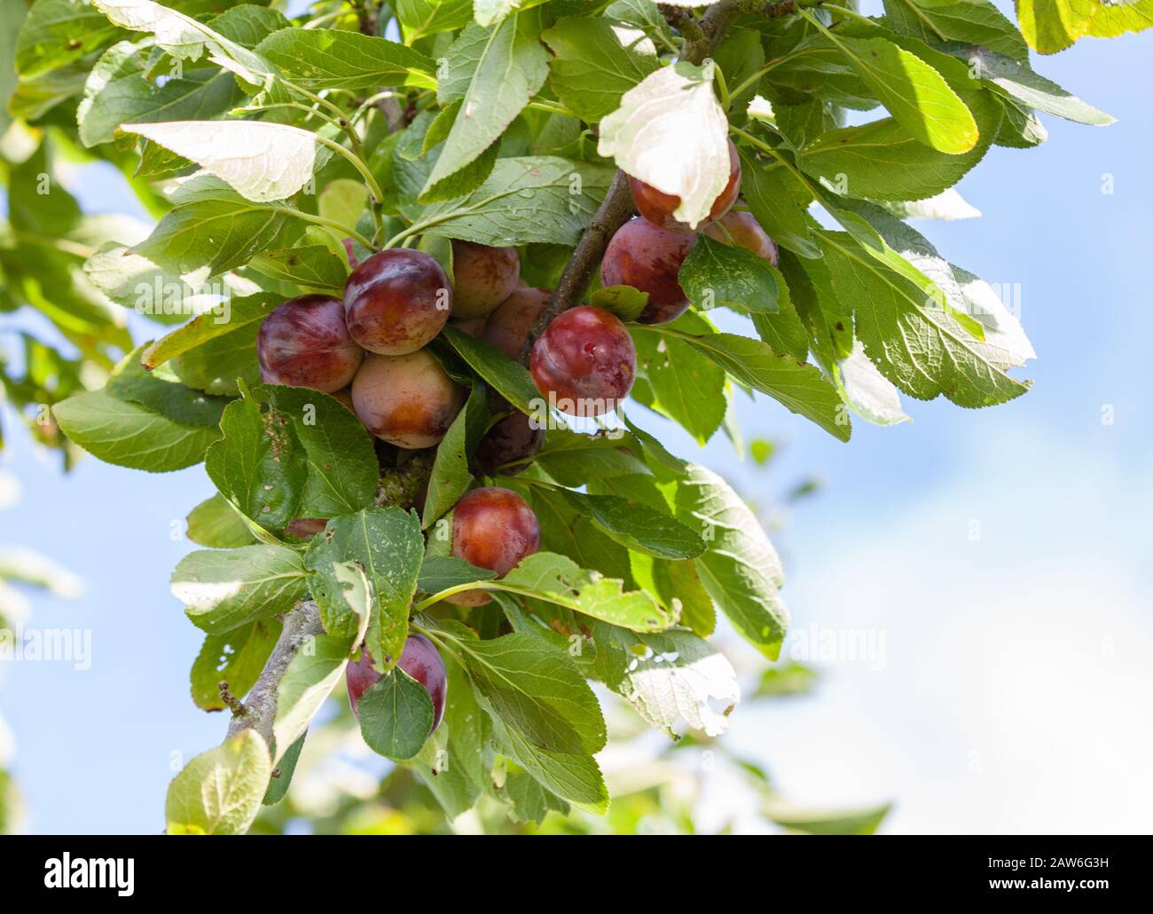 Victoria plum growing hi-res stock photography and images - Alamy