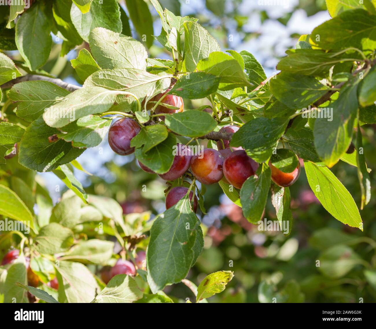 Plum tree uk hi-res stock photography and images - Alamy