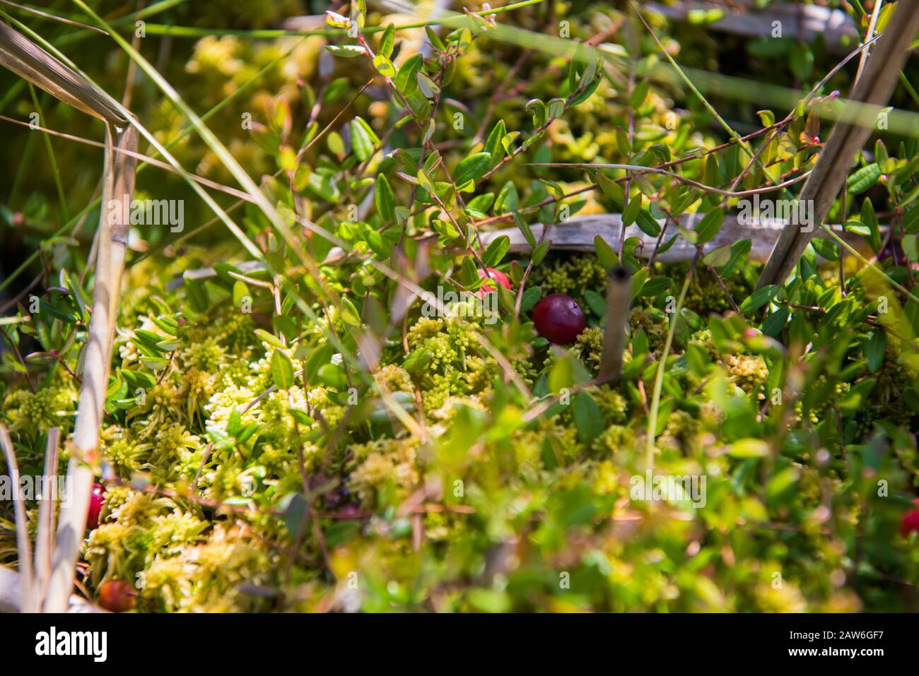 Red cranberry growing in green swamp Stock Photo - Alamy