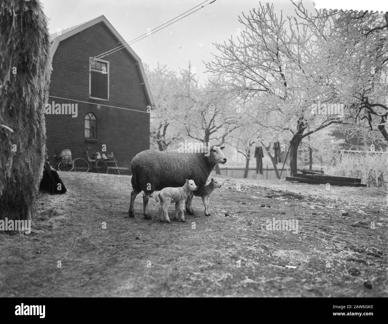 Lambs born in Abcoude Date: February 11, 1959 Location: Abcoude ...