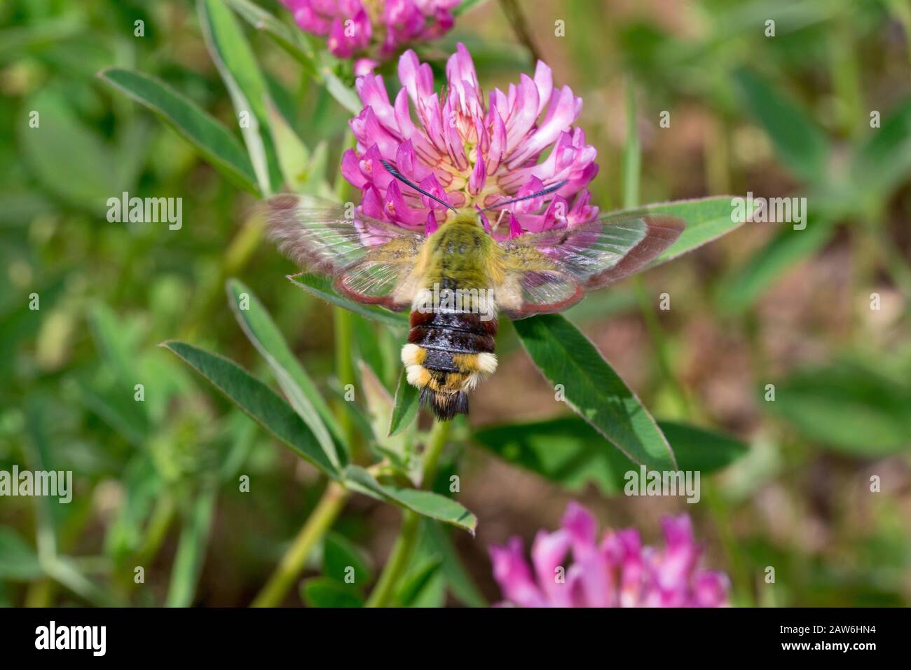 Hyles lineata is gathering pollen from a clover flower on a spring ...