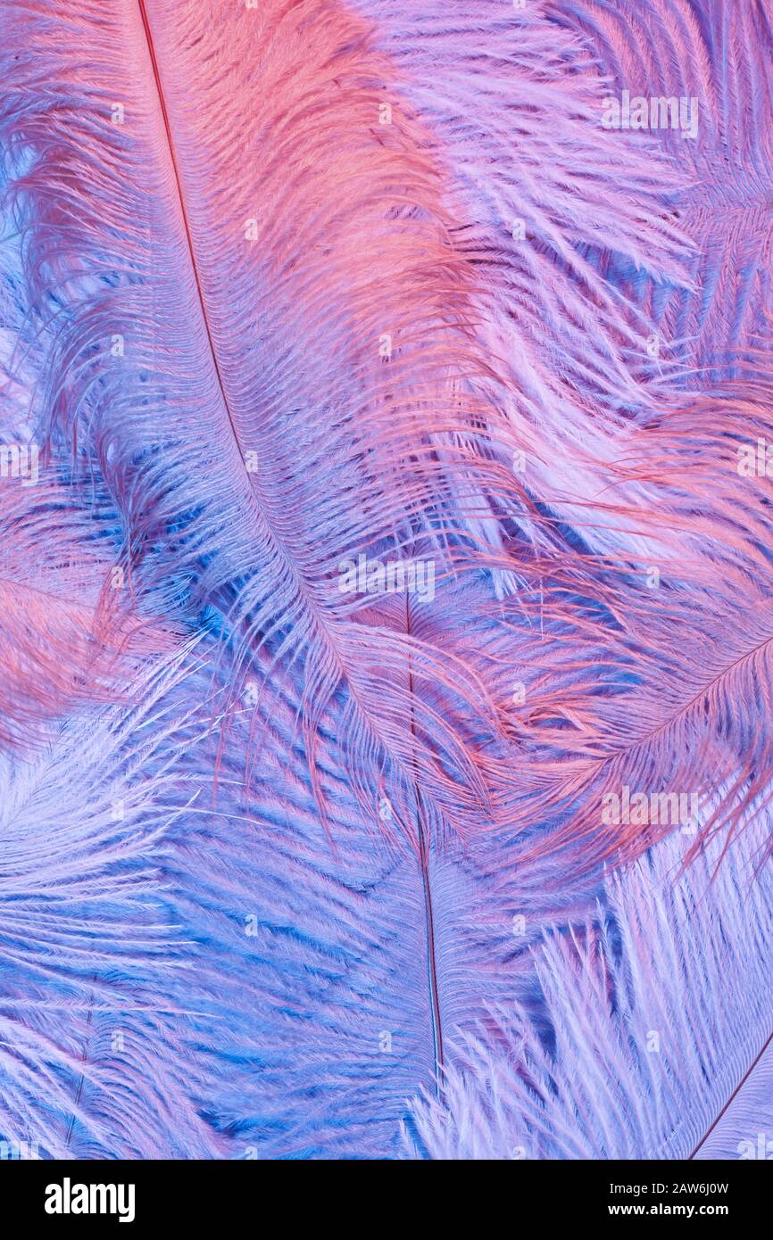 Neon glowing feathers of a bird background. Flat lay Stock Photo - Alamy
