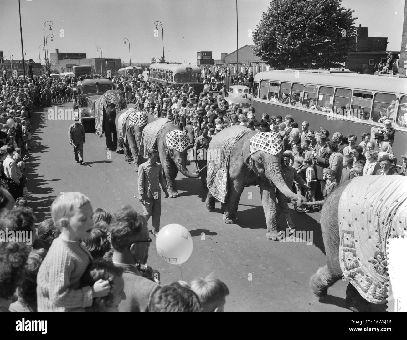 Procession Circus Krone by Amsterdam, the elephants Date: June 20, 1959 ...