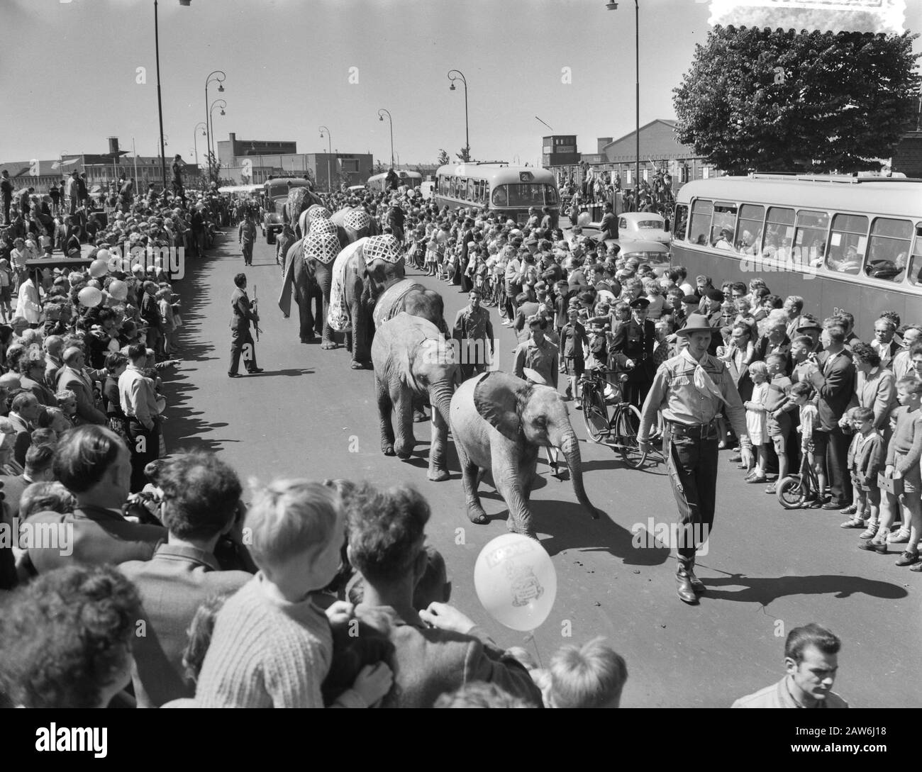 Procession Circus Krone by Amsterdam, the elephants Date: June 20, 1959 ...