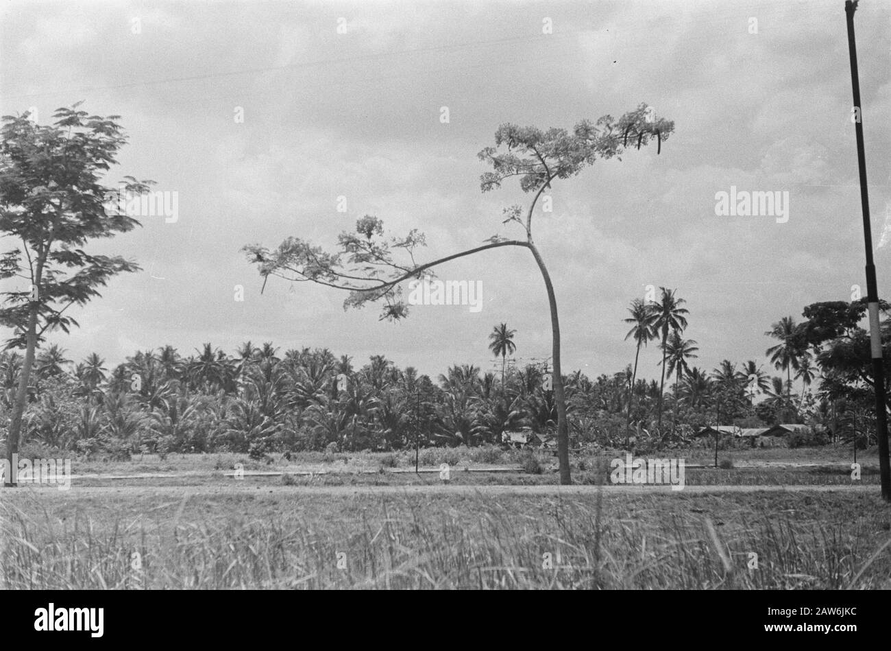 Palm tree dutch east indies hi-res stock photography and images - Alamy