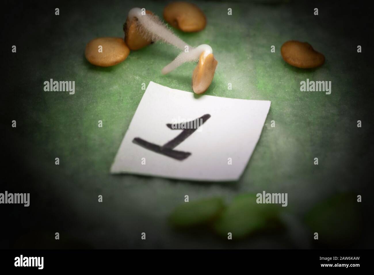 Number one seed hi-res stock photography and images - Alamy