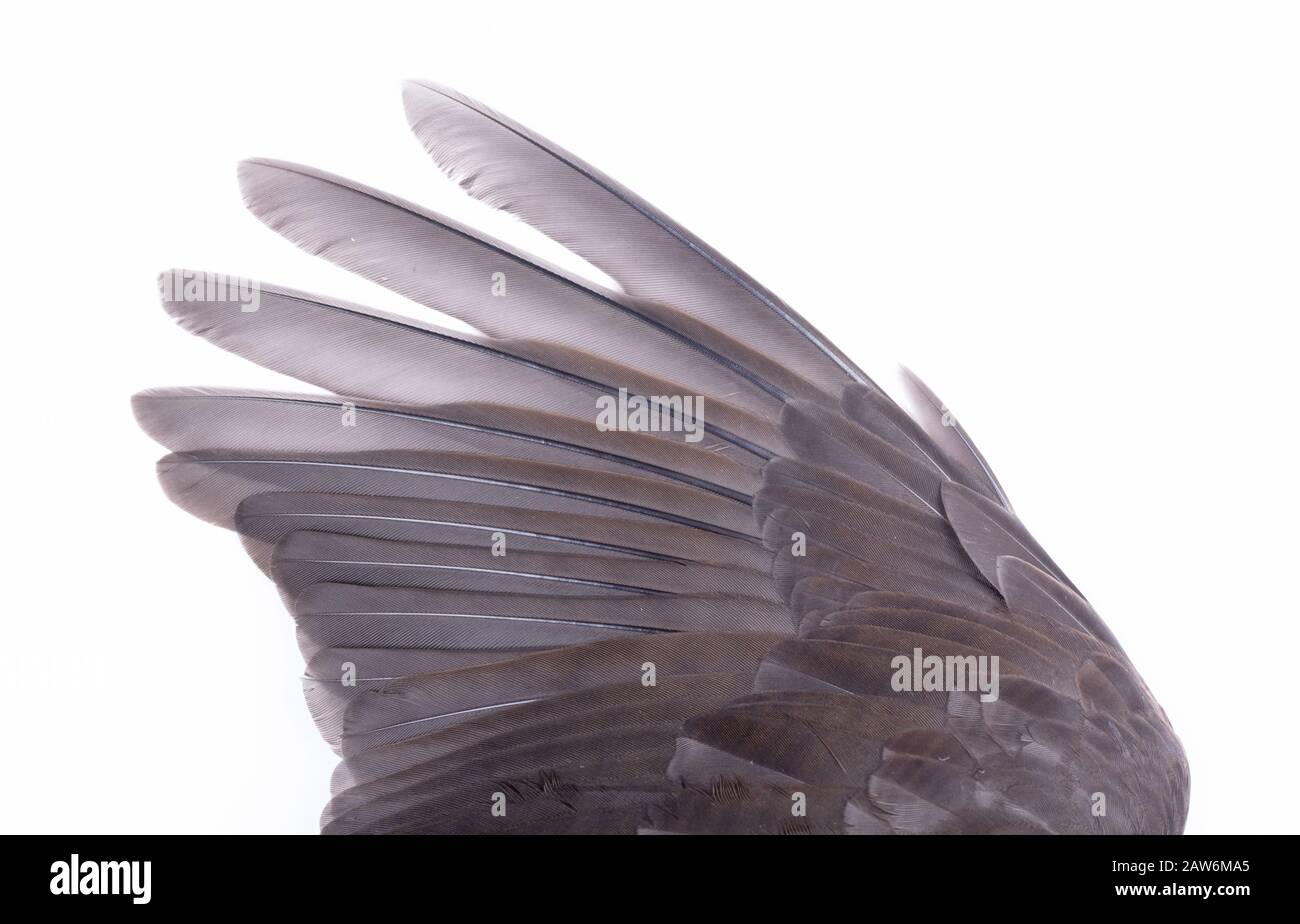 Wing of a dead blackbird isolated on a white background Stock Photo - Alamy