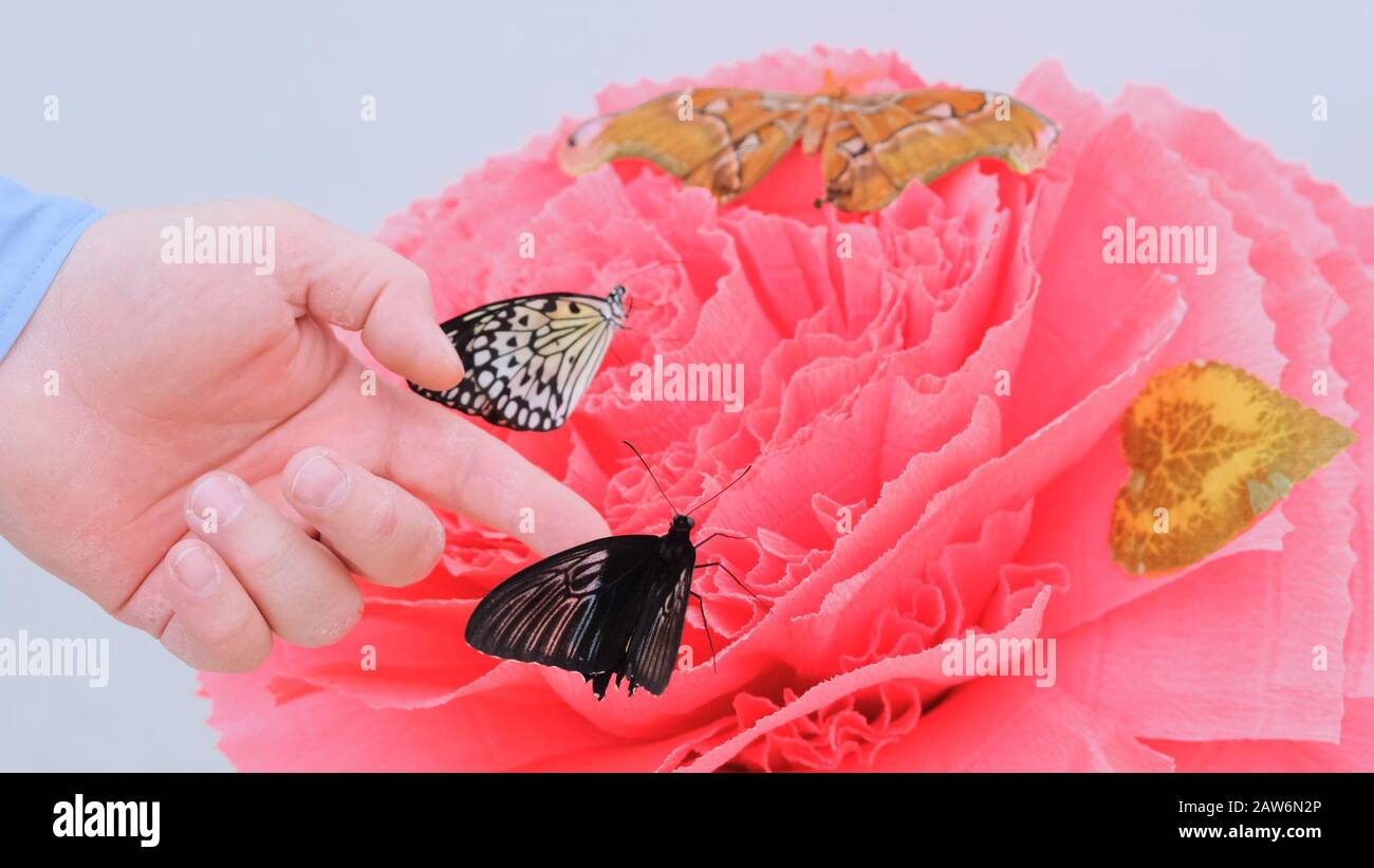 Butterflies are sitting on a large pink flower. The male hand takes one ...