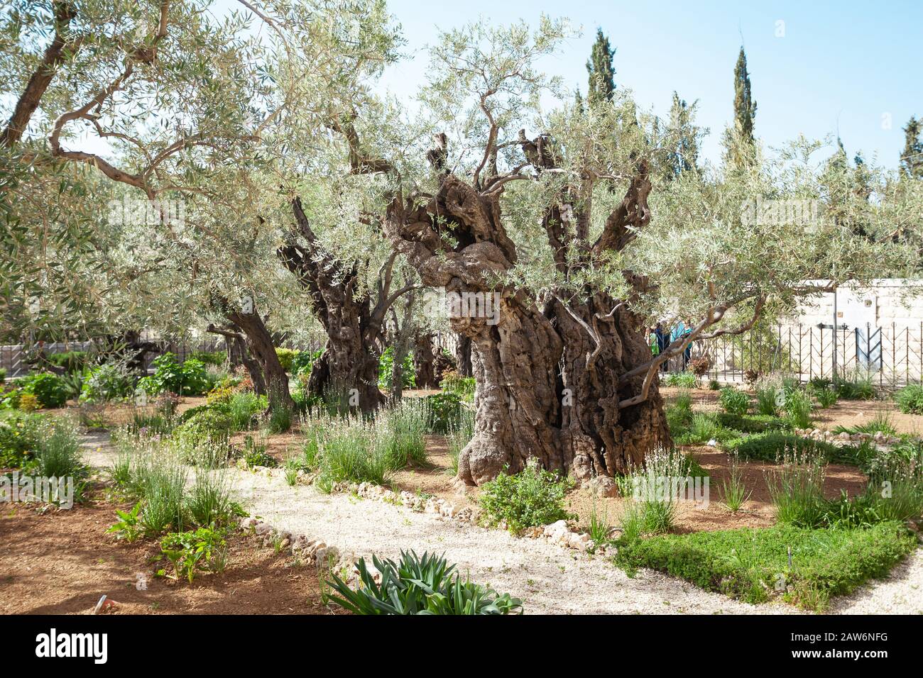Thousand-year olive trees in Garden of Gethsemane, Israel Stock Photo ...