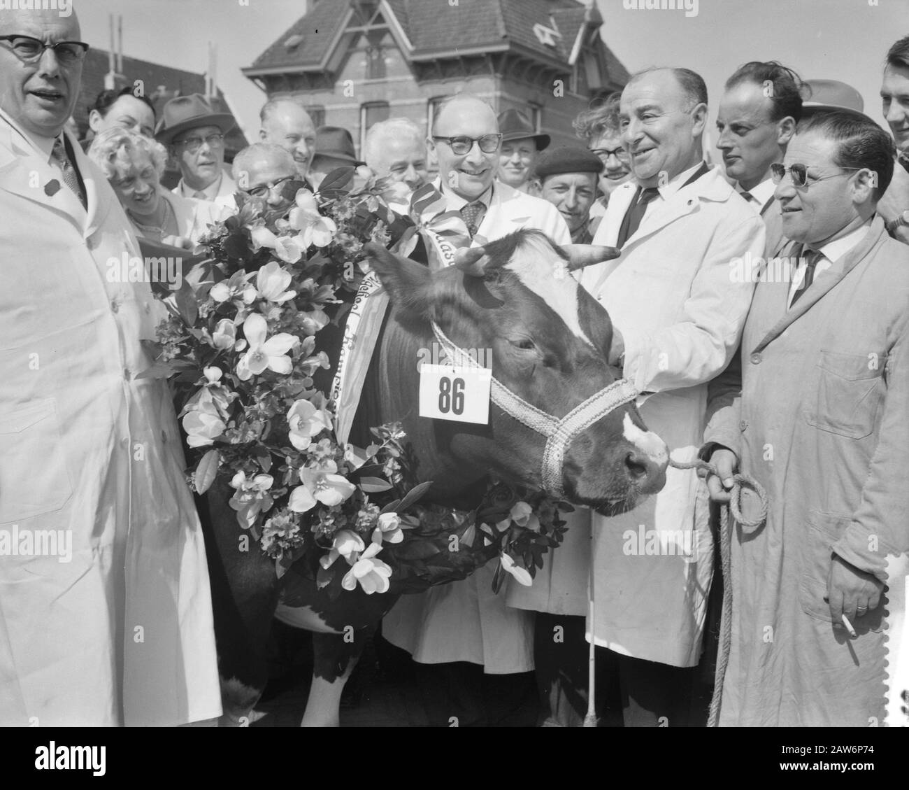 Easter cattle exhibition in Amsterdam, the champion of the 4-tooth ...