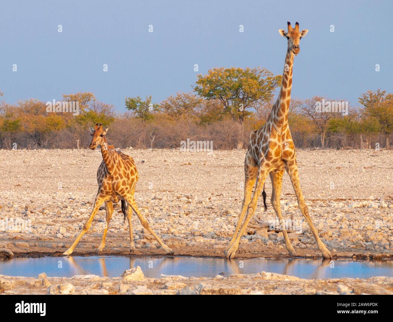 Giraffes drinking water at sunset in the Etosha National Park in ...