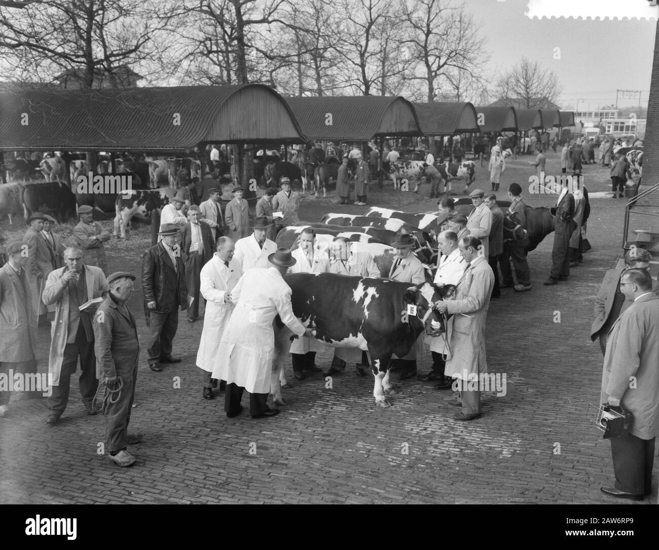 Easter cattle exhibition in Amsterdam, overview of inspection of 4 ...