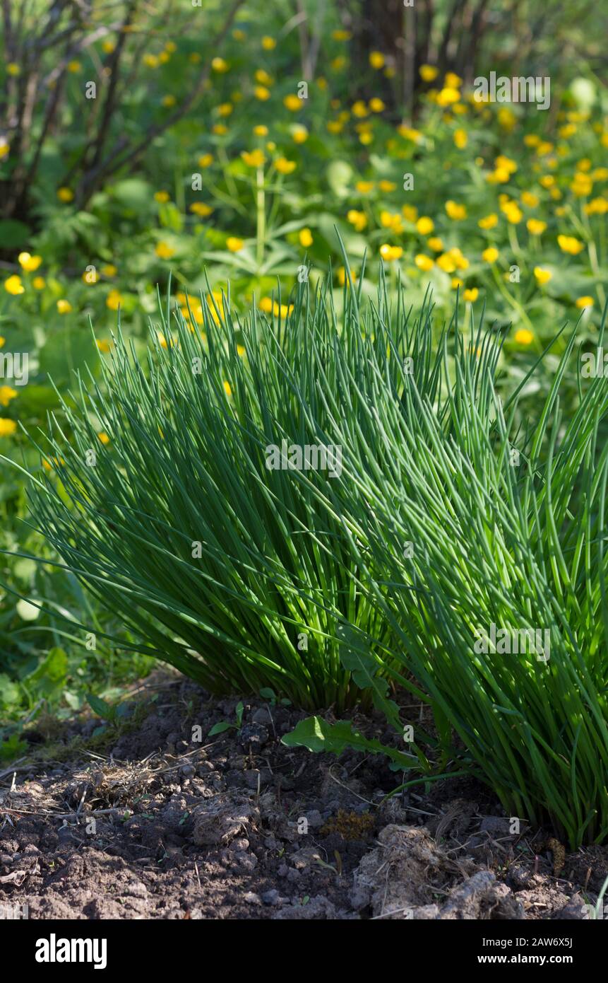 Early spring vegetable green onions called Chinese on a beautiful ...