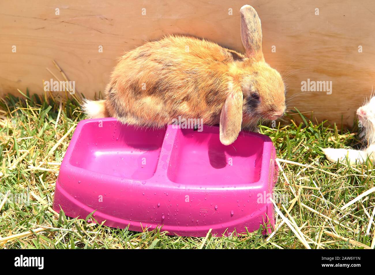 Little rabbit chicks crowd gathered in the corner of the wooden cage ...