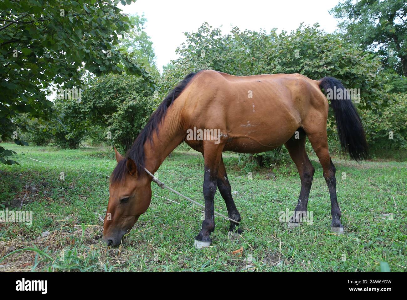 portrait of brown horse grazing in a meadow . horse on a leash eating ...