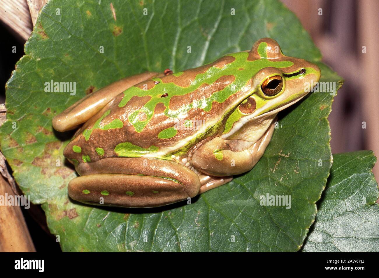 Green and Golden Bell Frog Stock Photo - Alamy