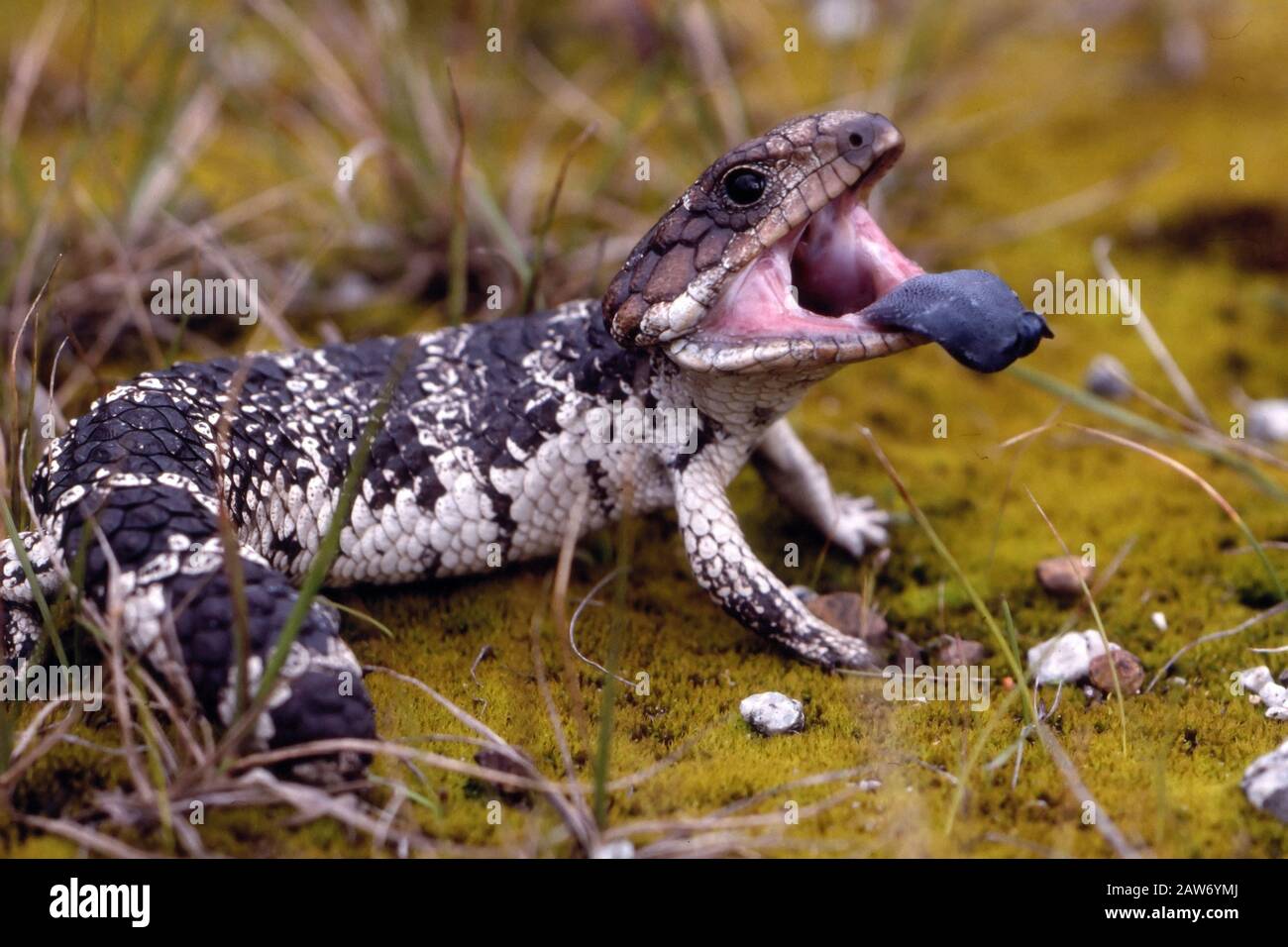 Shingle back lizard hi-res stock photography and images - Alamy