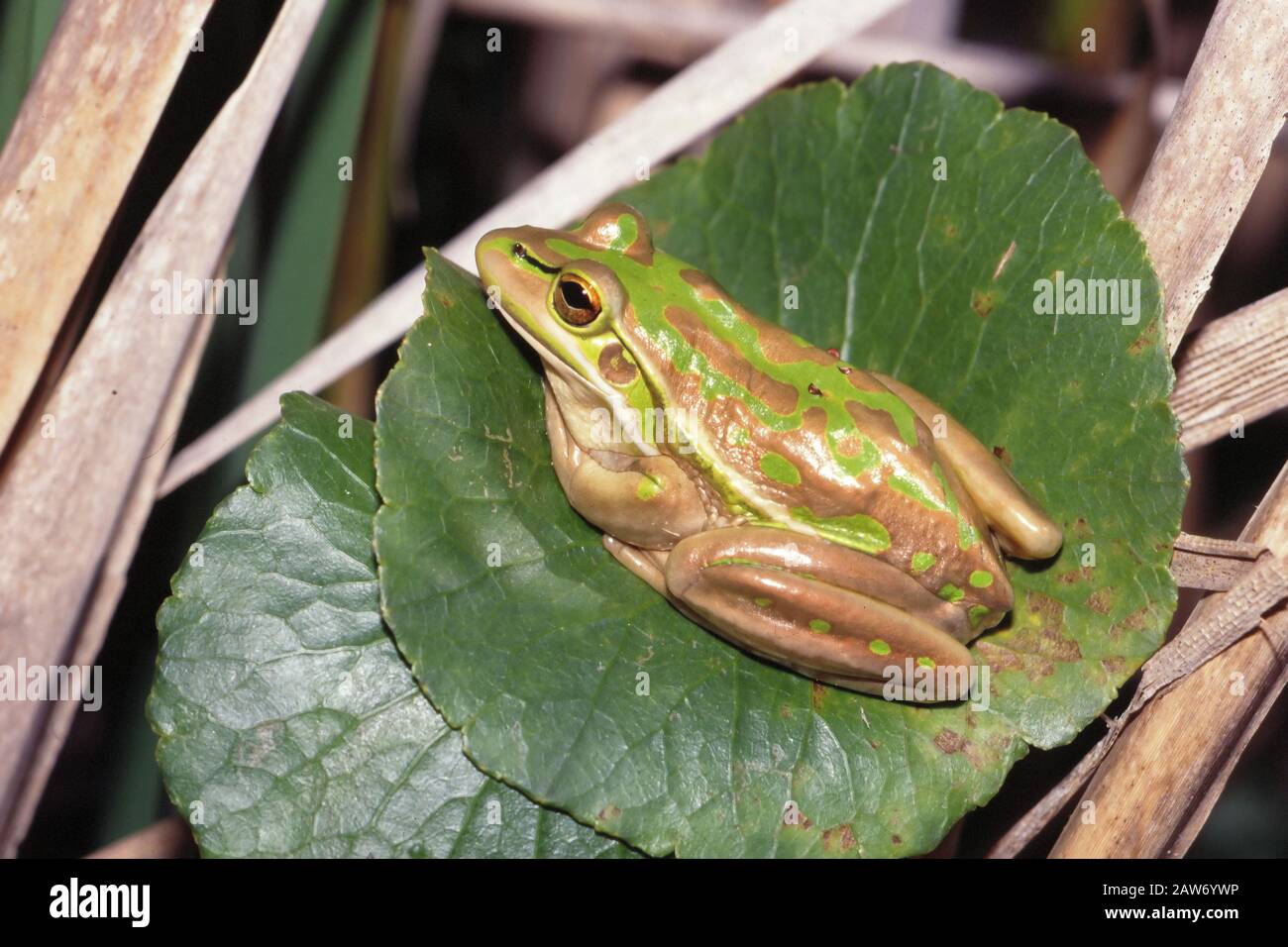 Green and Golden Bell Frog basking Stock Photo - Alamy