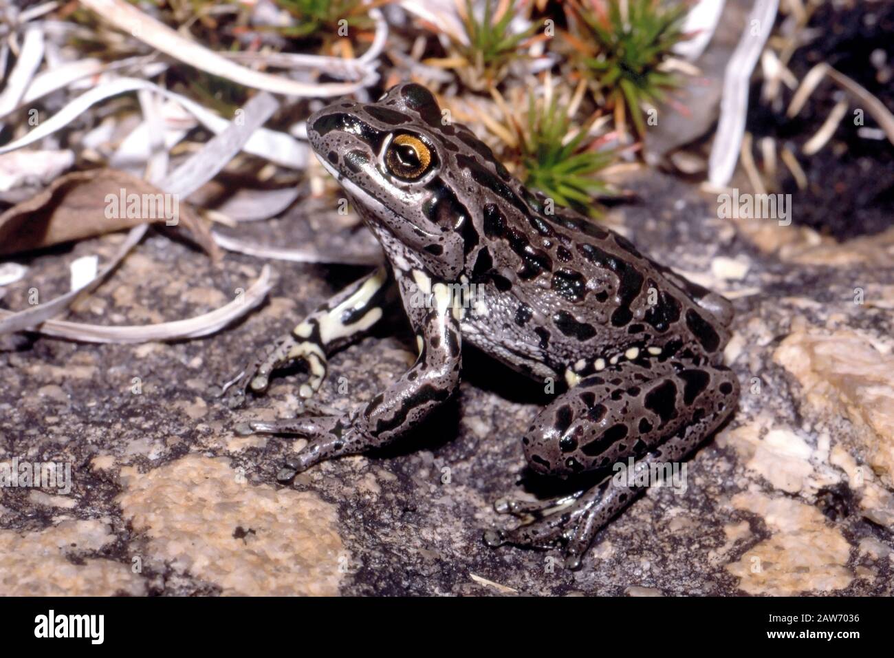 Litoria cyclorhyncha hi-res stock photography and images - Alamy