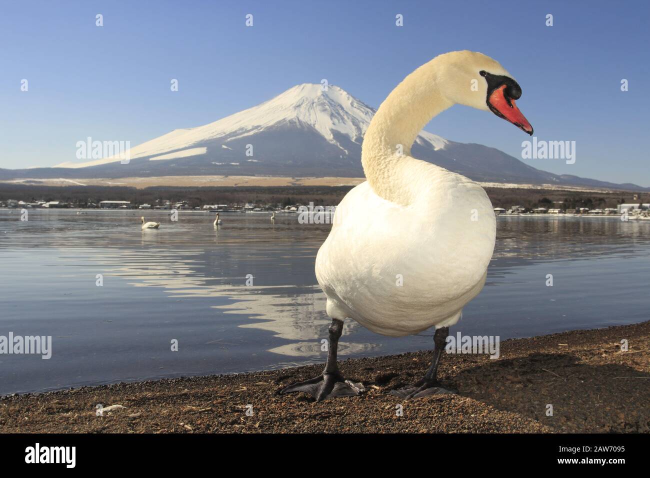 Swan and mount fuji in Japan Stock Photo - Alamy