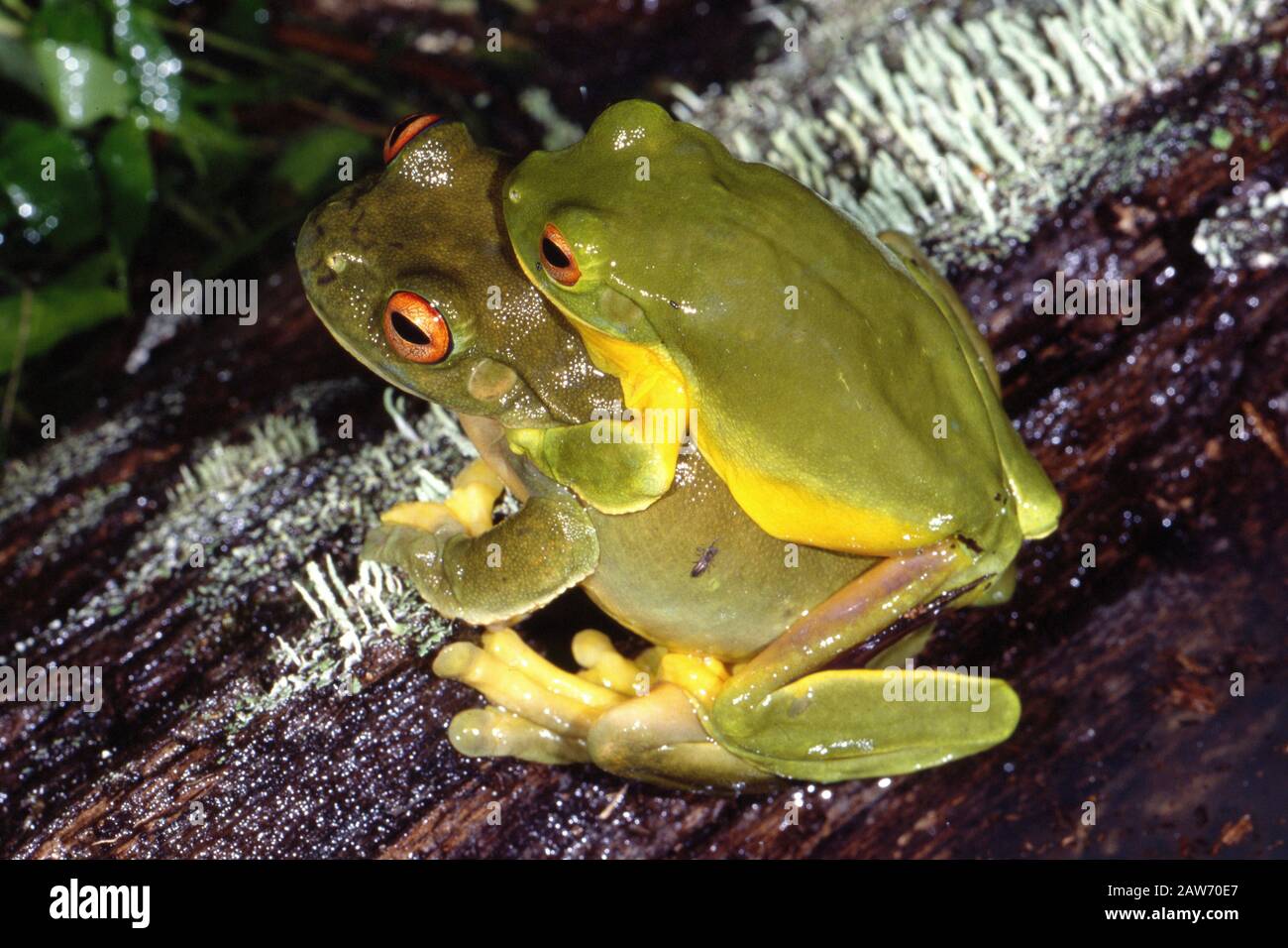Red eyed tree frogs hi-res stock photography and images - Alamy